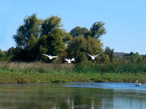 Become a Member | Anderson Marsh Interpretive Association